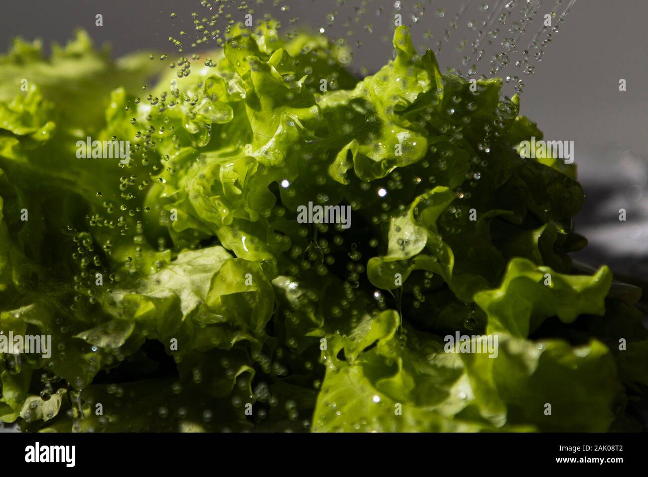 Washing of lettuce salad under flowing water Stock Photo - Alamy