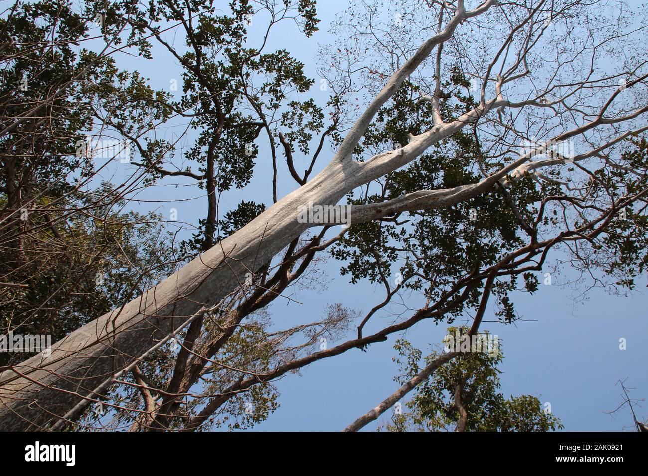 trees in a forest in laos Stock Photo - Alamy