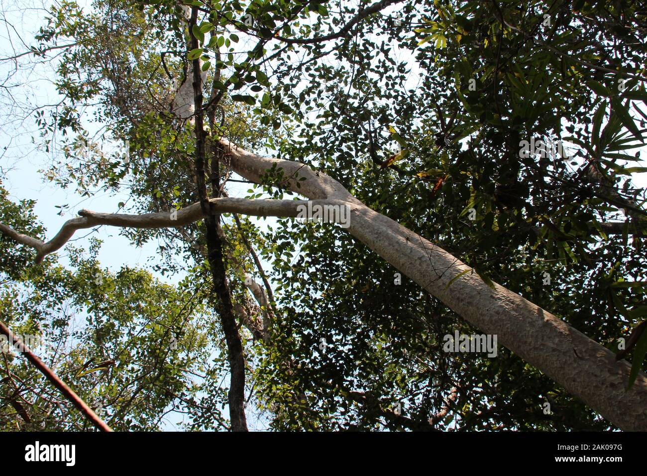 trees in a forest in laos Stock Photo - Alamy