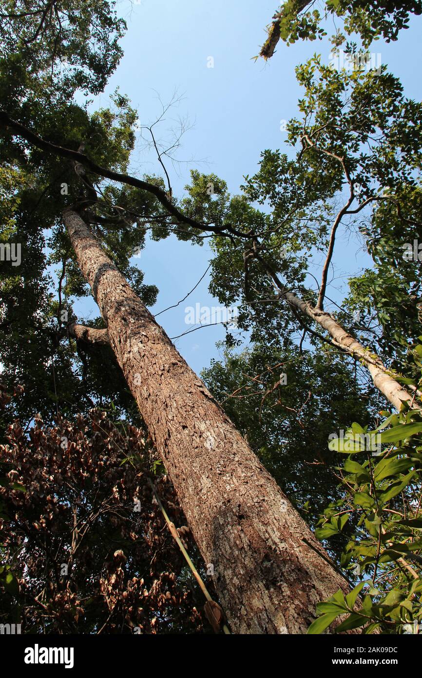 trees in a forest in laos Stock Photo - Alamy