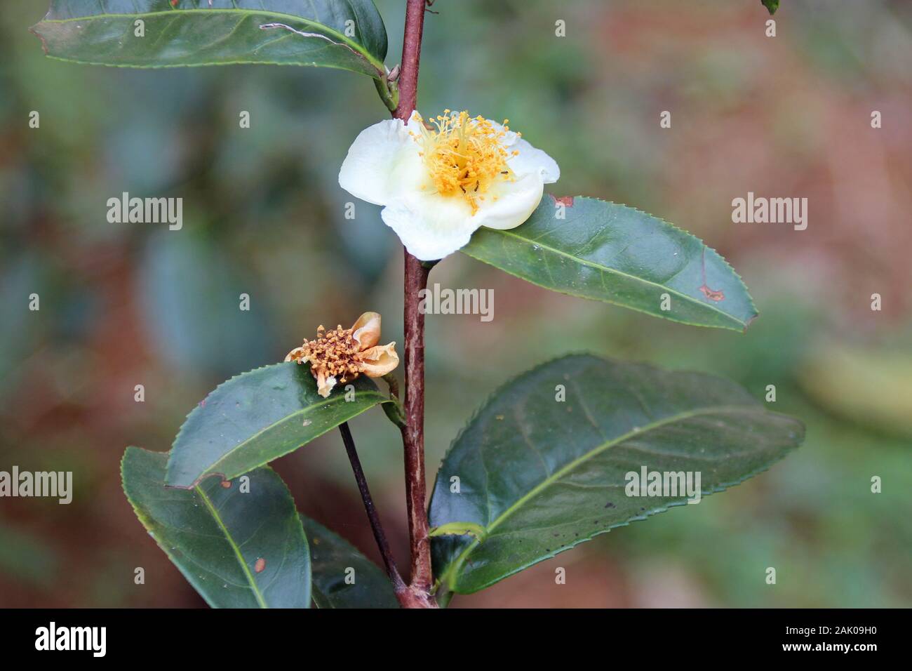 tea tree in a plantation in laos Stock Photo - Alamy