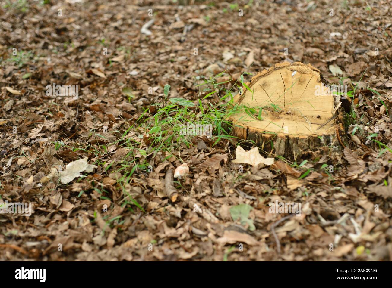 Stump from a cut tree Stock Photo - Alamy