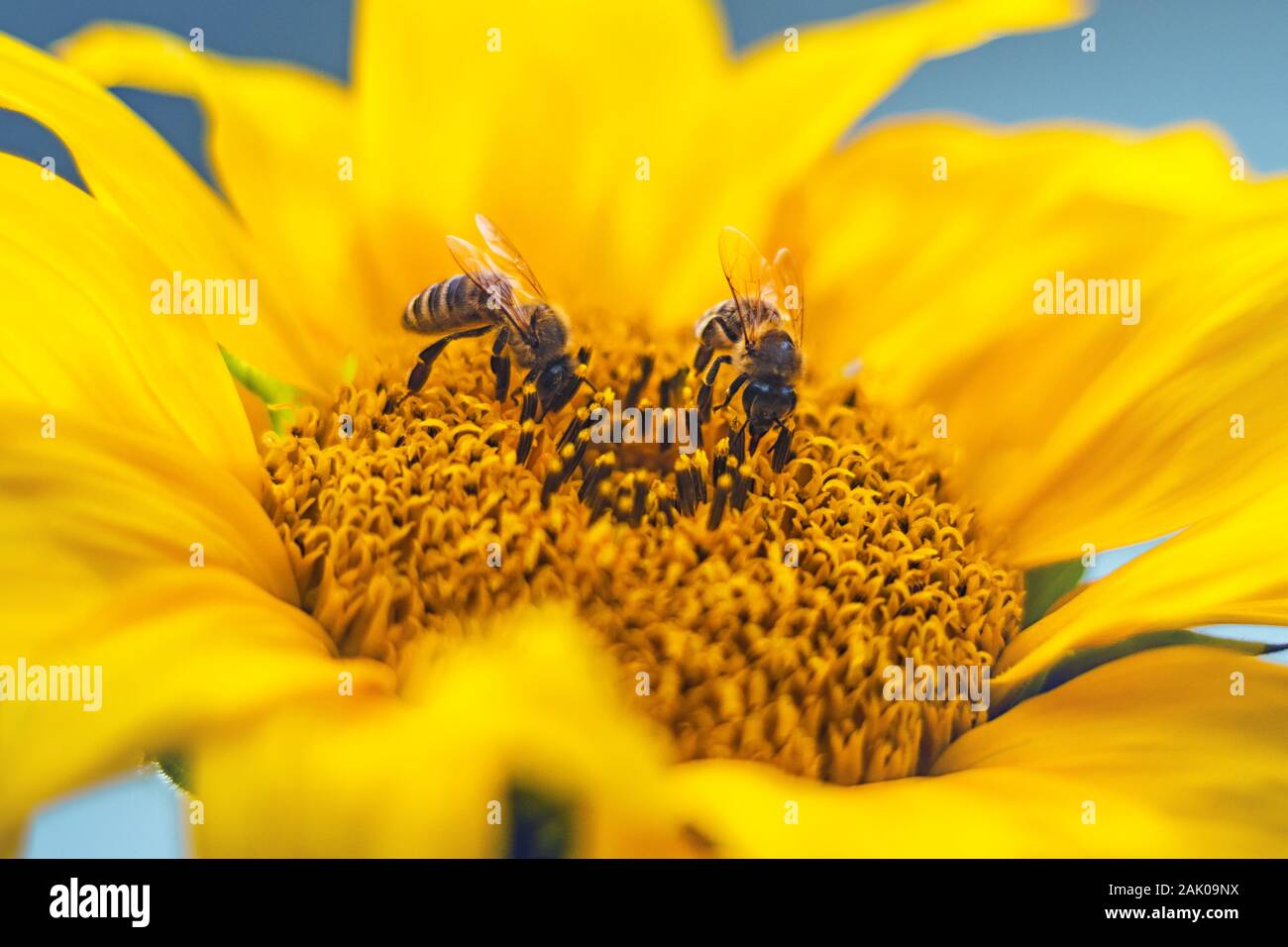 Flower sunflower with pollinating bees Stock Photo - Alamy