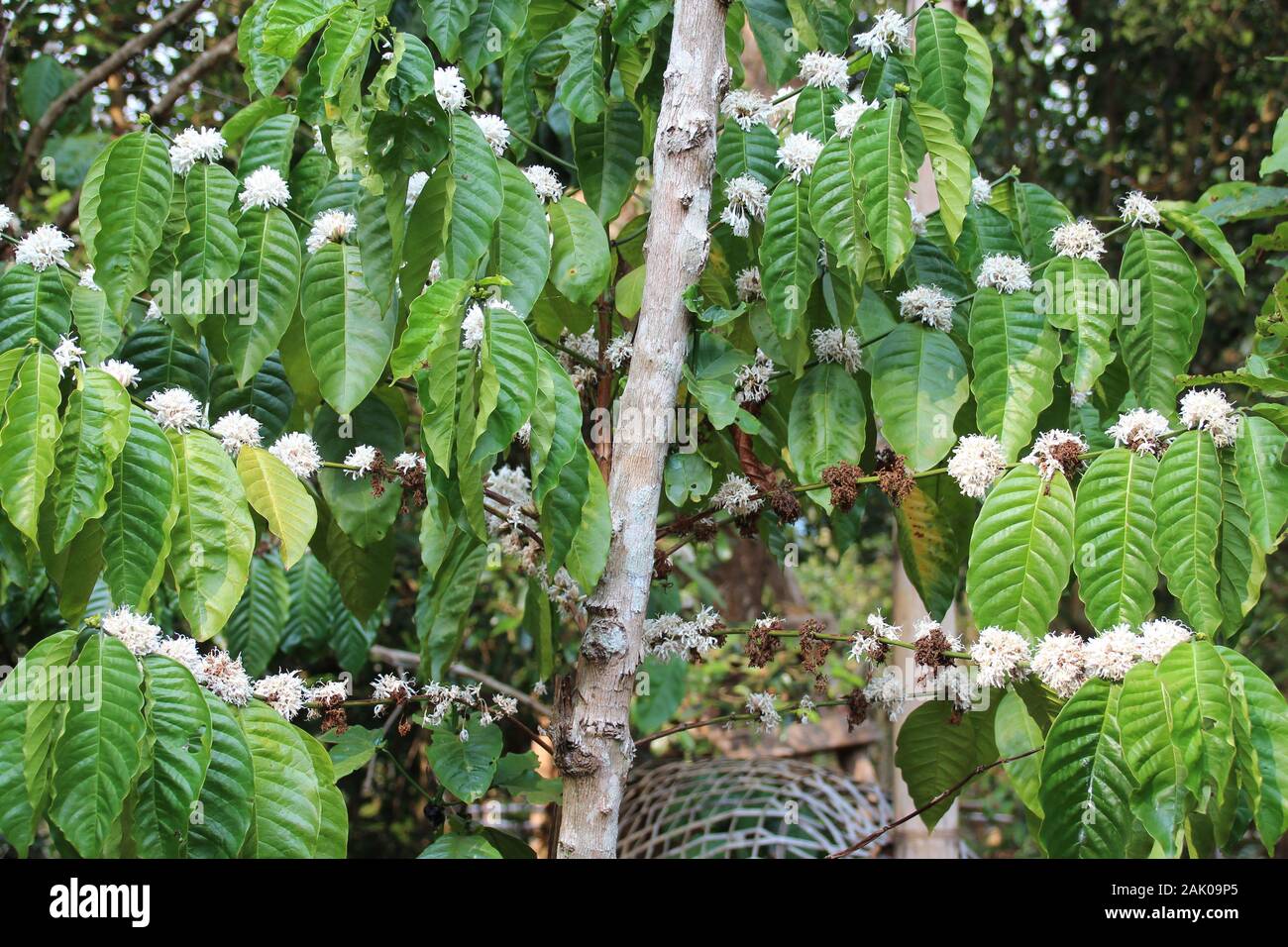 Laos coffee plantation hi-res stock photography and images - Alamy