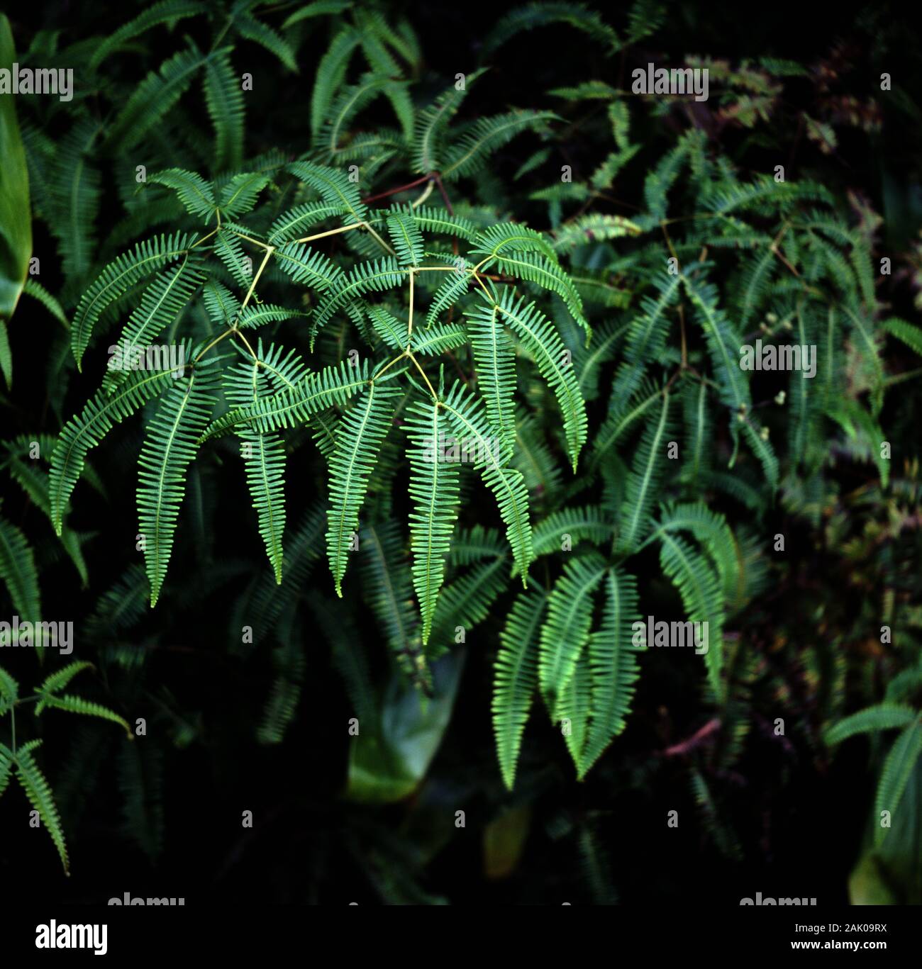 Uluhe fern hi-res stock photography and images - Alamy