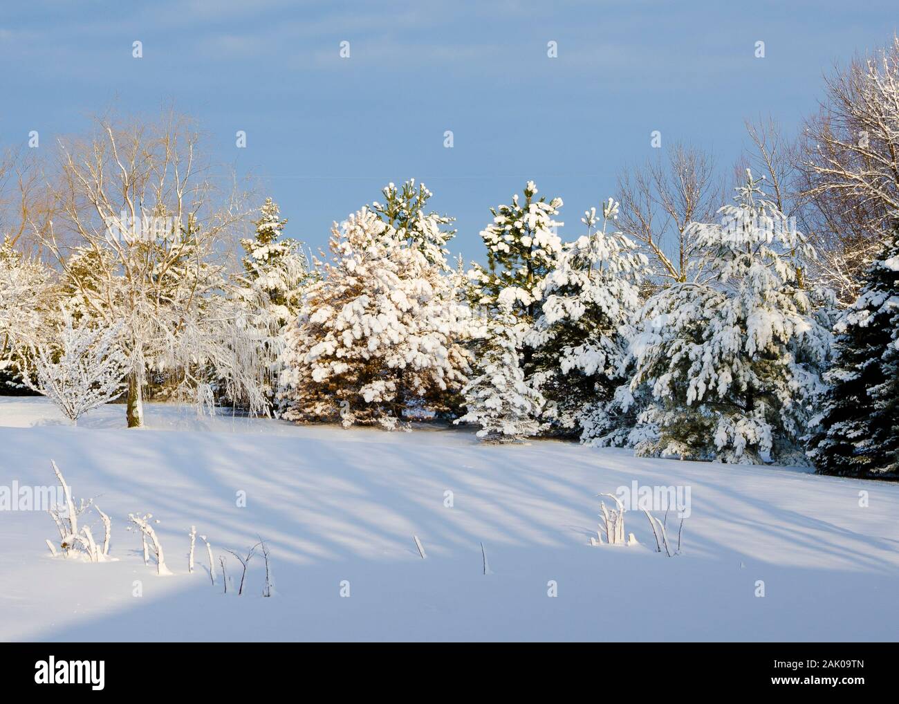 Trees early morning light hi-res stock photography and images - Alamy