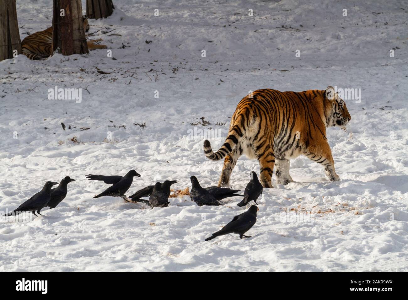 Siberian tiger in the tiger conservation park in Hailin, Heilongjiang ...