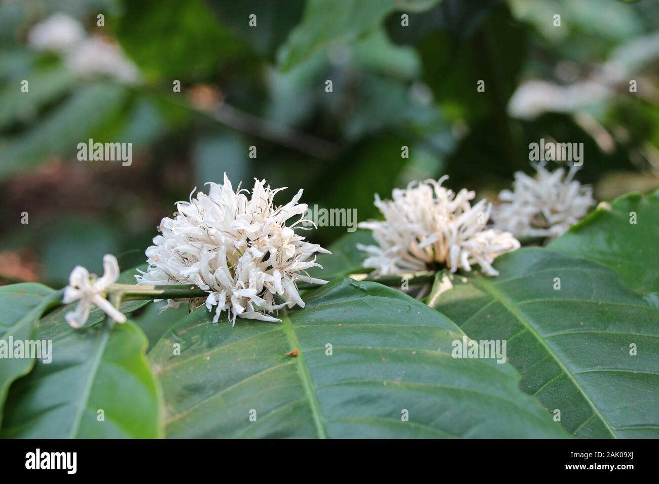 coffee tree in a plantation laos Stock Photo - Alamy