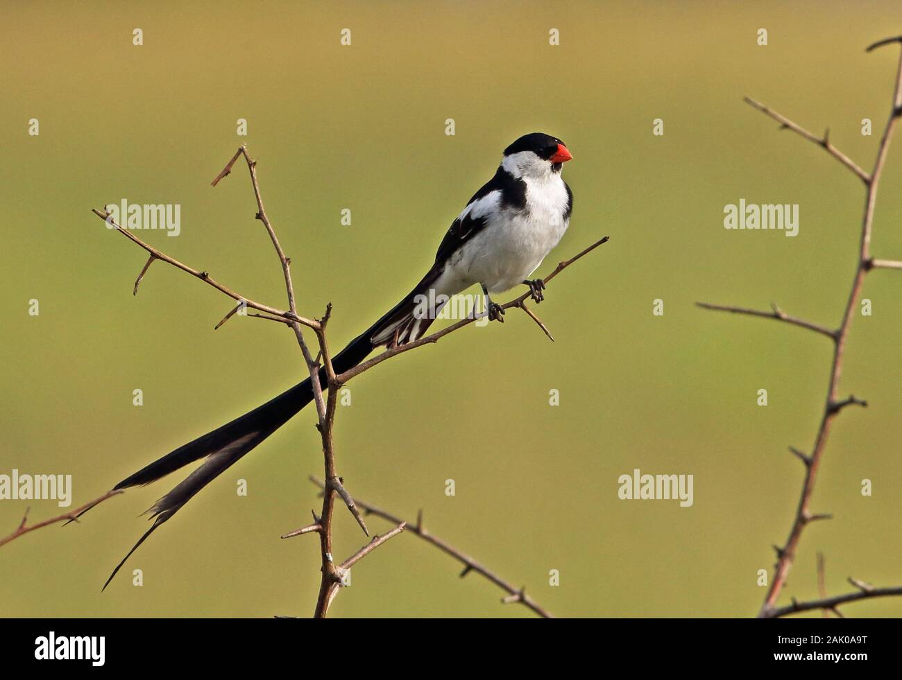 Pin-tailed Whydah (Vidua macroura) adult male perched in bare bush ...