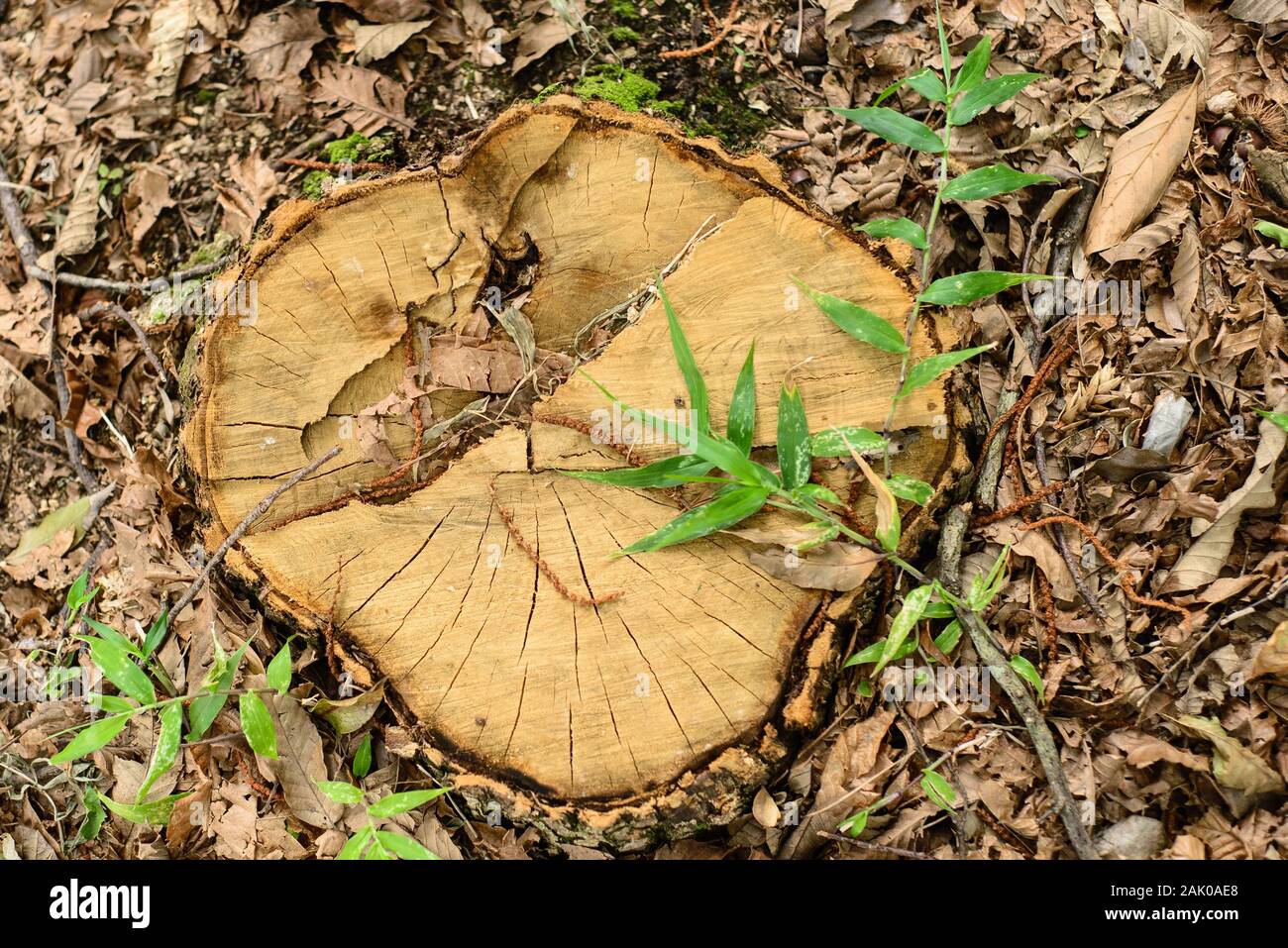 Cut tree sprout hi-res stock photography and images - Alamy