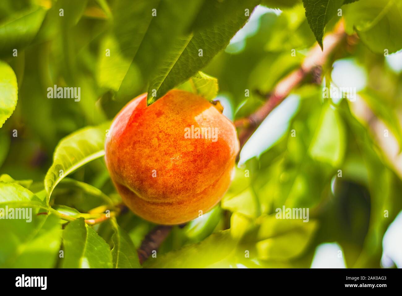 Peach (detail of fruit) on tree, green leaves around, shining through ...