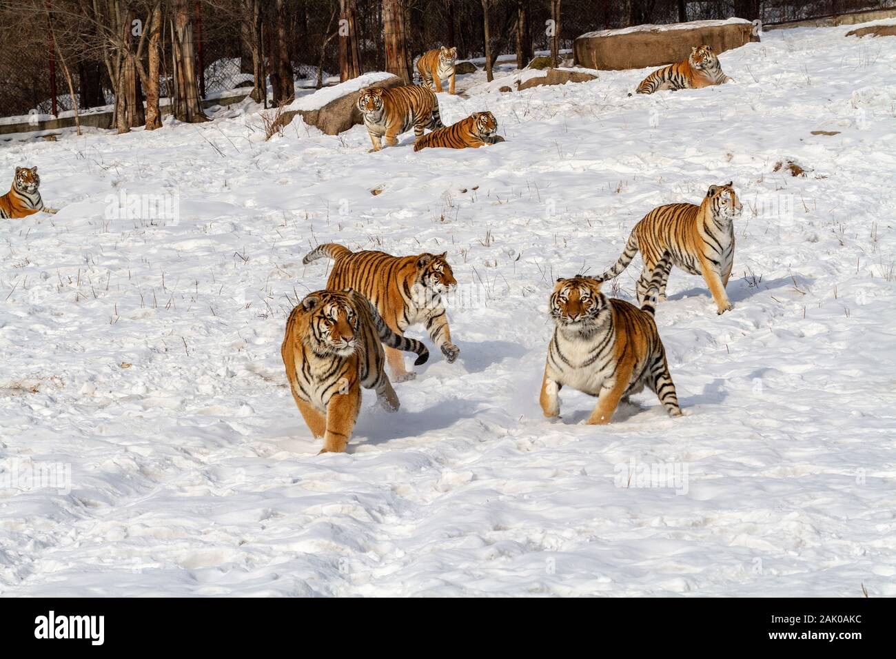 Siberian tigers in the tiger conservation park in Hailin, Heilongjiang ...