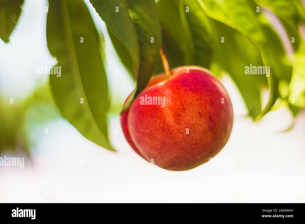 Peach (detail of fruit) on tree, green leaves around, shining through ...