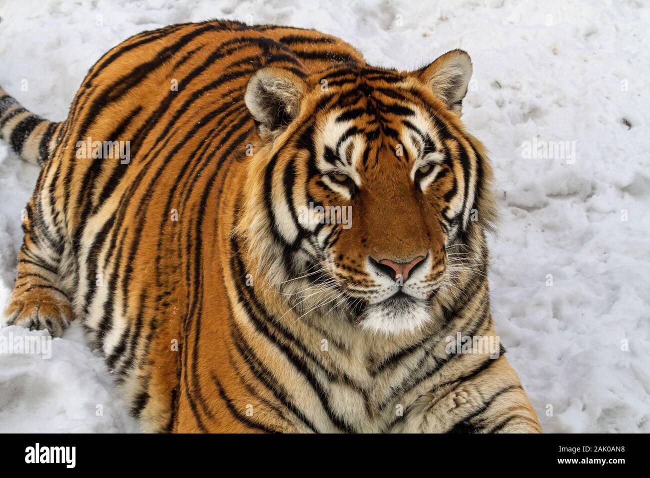 Siberian tiger in the tiger conservation park in Hailin, Heilongjiang ...