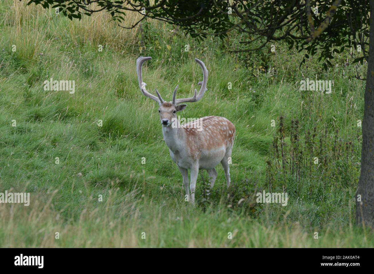 Musk Deer High Resolution Stock Photography and Images - Alamy