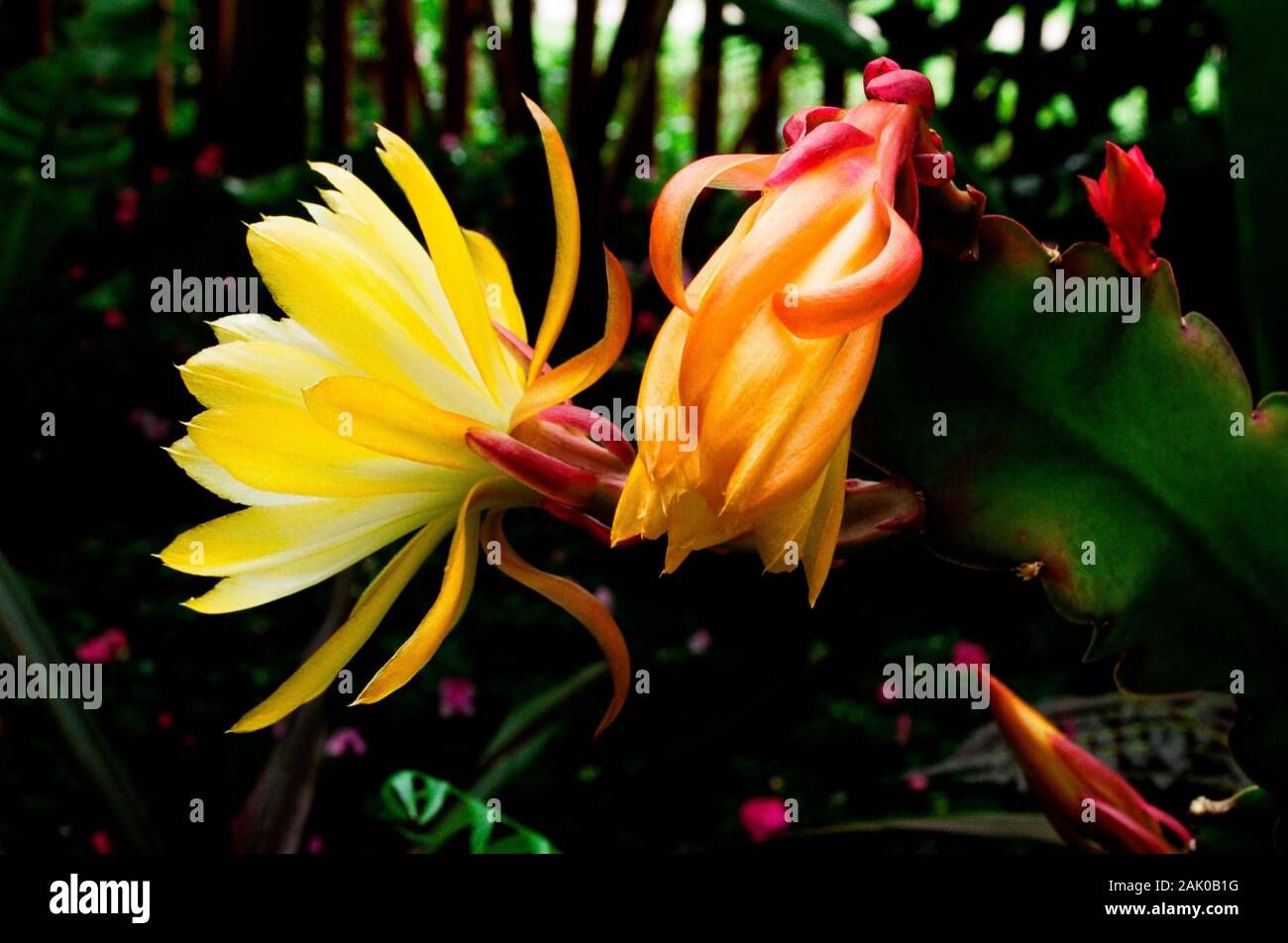 Red Orchid Cactus High Resolution Stock Photography and Images - Alamy