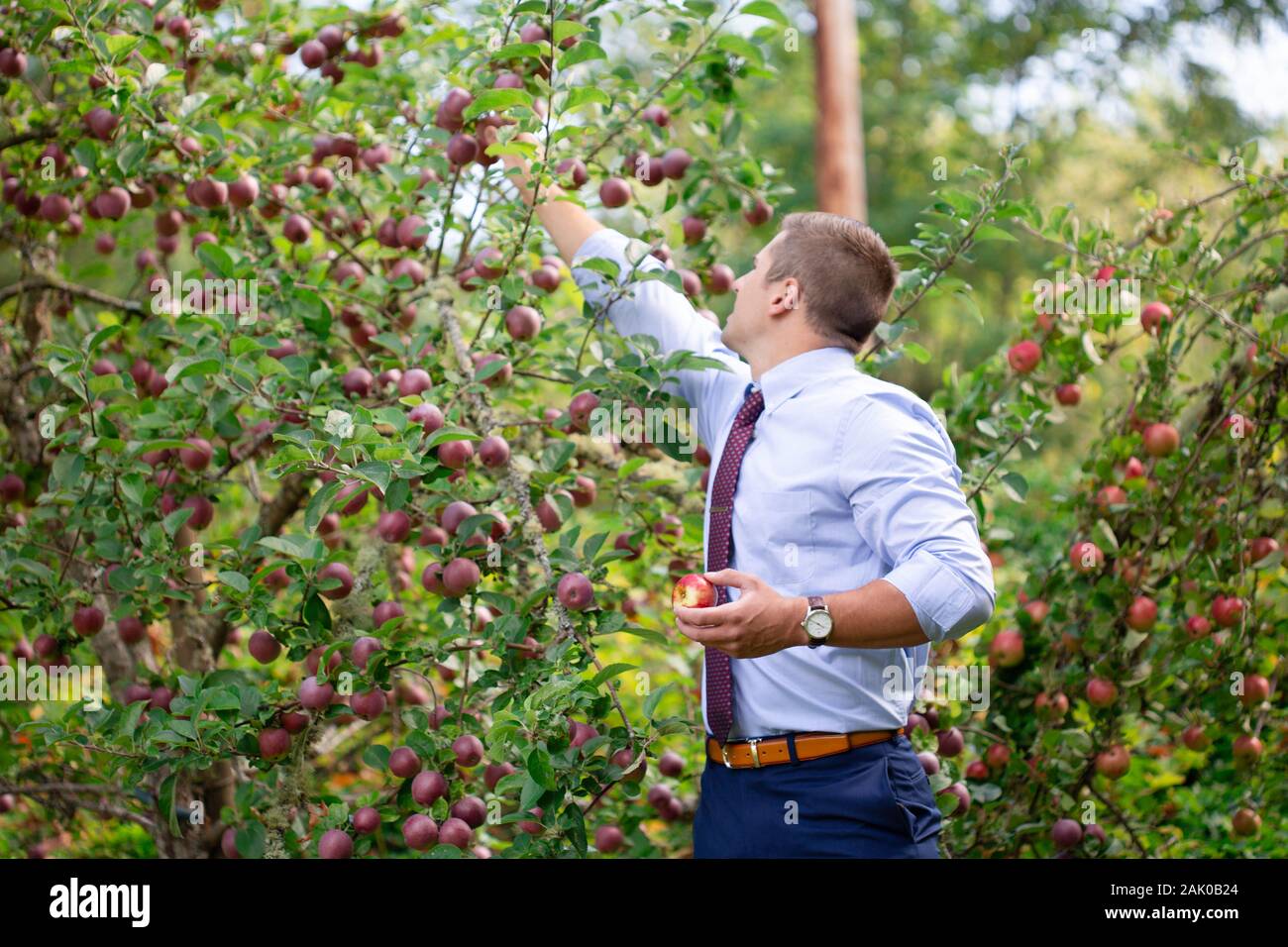 Man with apples hi-res stock photography and images - Alamy