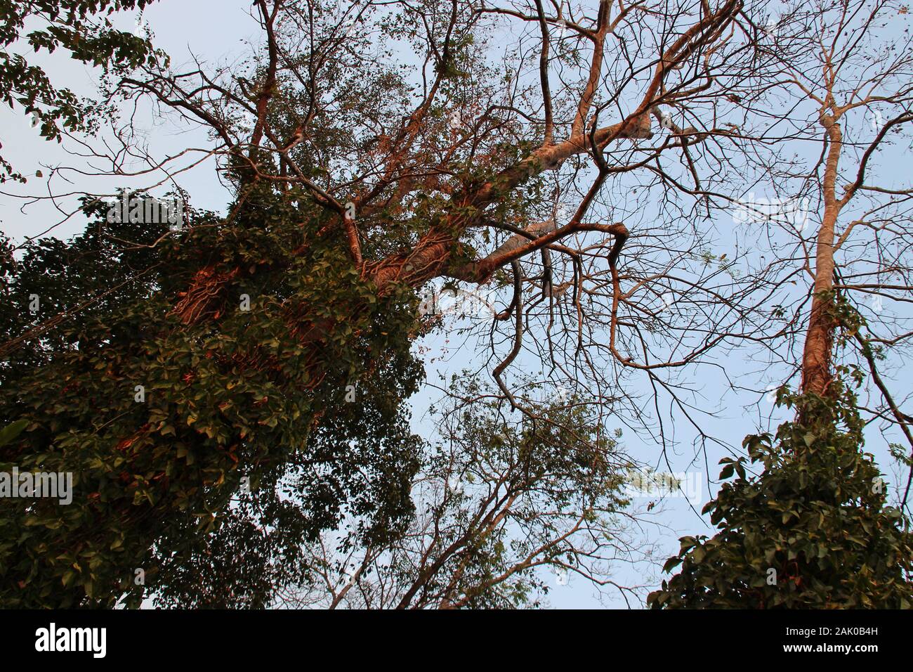 trees in a forest in laos Stock Photo - Alamy