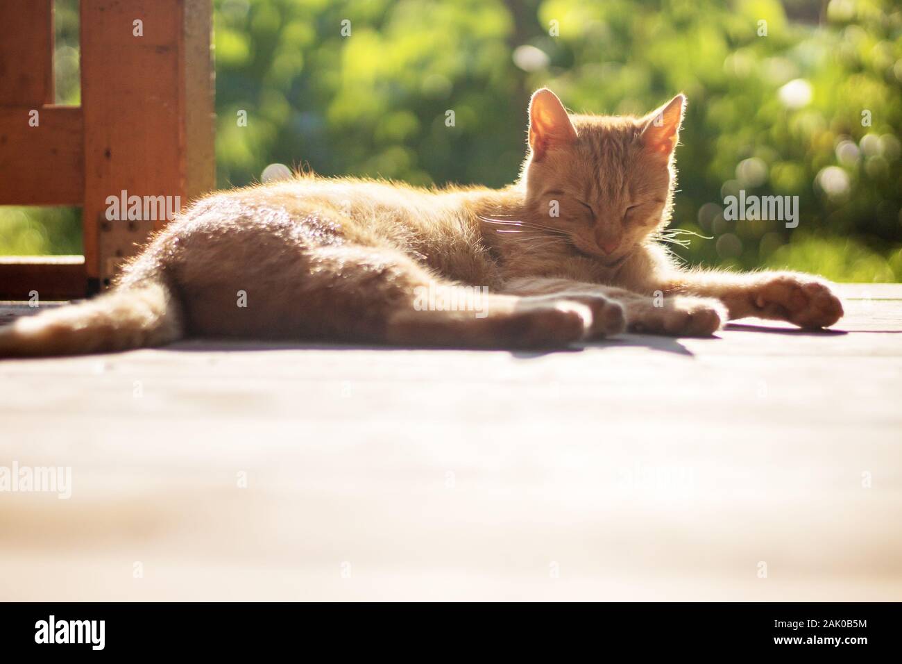 Cat terrace hi-res stock photography and images - Alamy