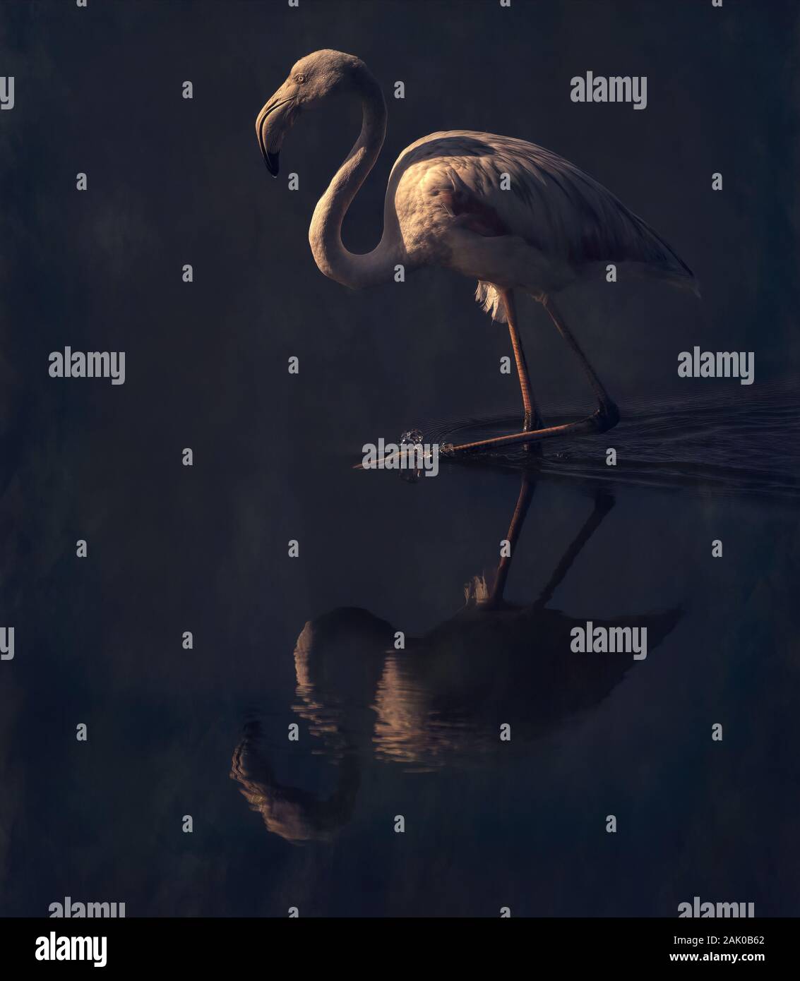 Skeleton reflection hi-res stock photography and images - Alamy