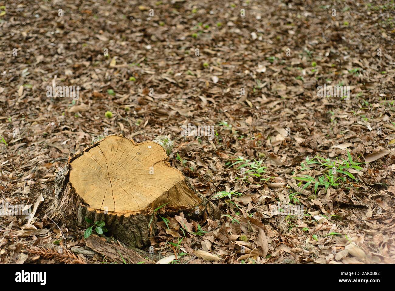 Cut tree sprout hi-res stock photography and images - Alamy