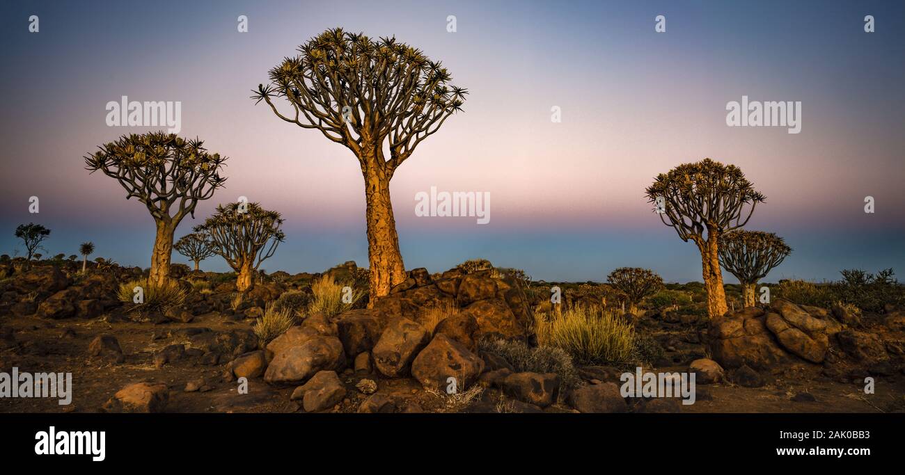 Sunset panorama of quiver trees in Quiver Tree Forest, Namibia Stock ...