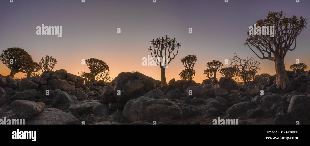 Sunset on quiver trees in silhouette in Quiver Tree Forest, Namibia ...