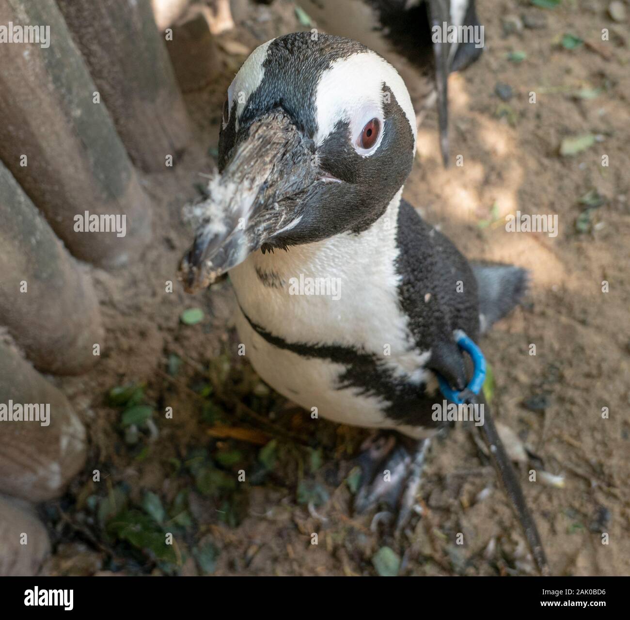 Penguin looks laughing into the camera Stock Photo - Alamy