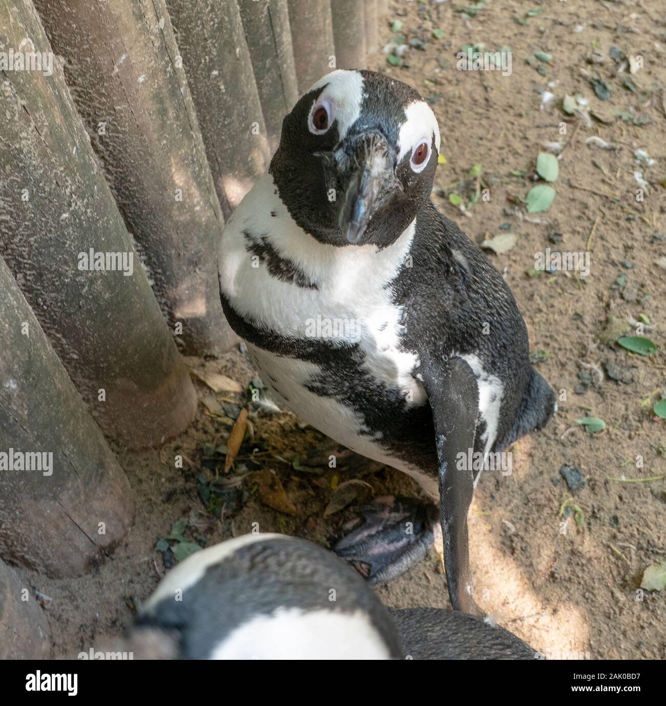 Penguin looks laughing into the camera Stock Photo - Alamy
