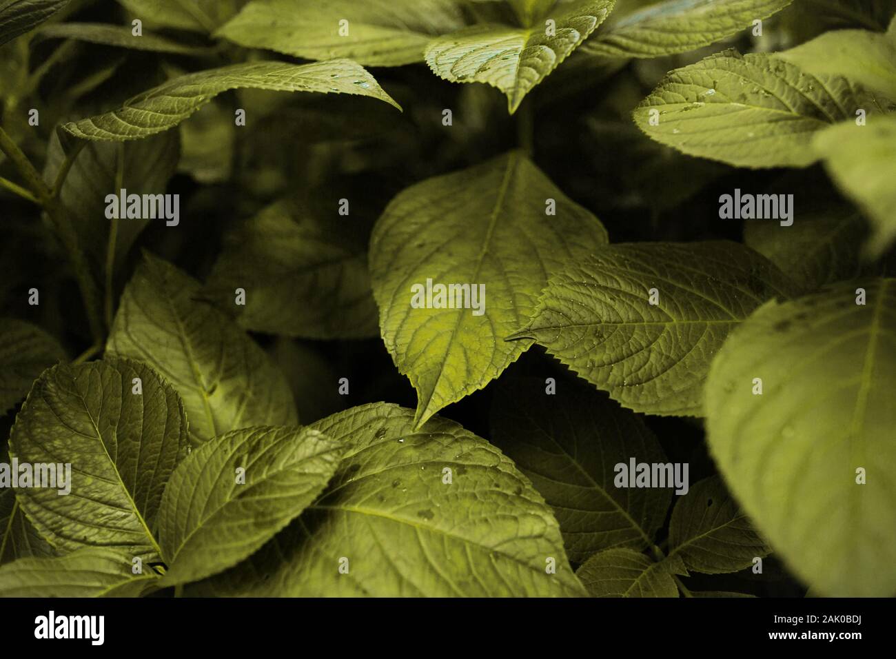 Nature styled image with closeup wet green leaves pattern after the ...