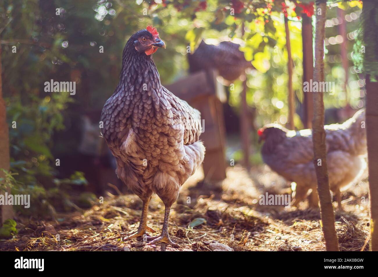 Bush chicken store