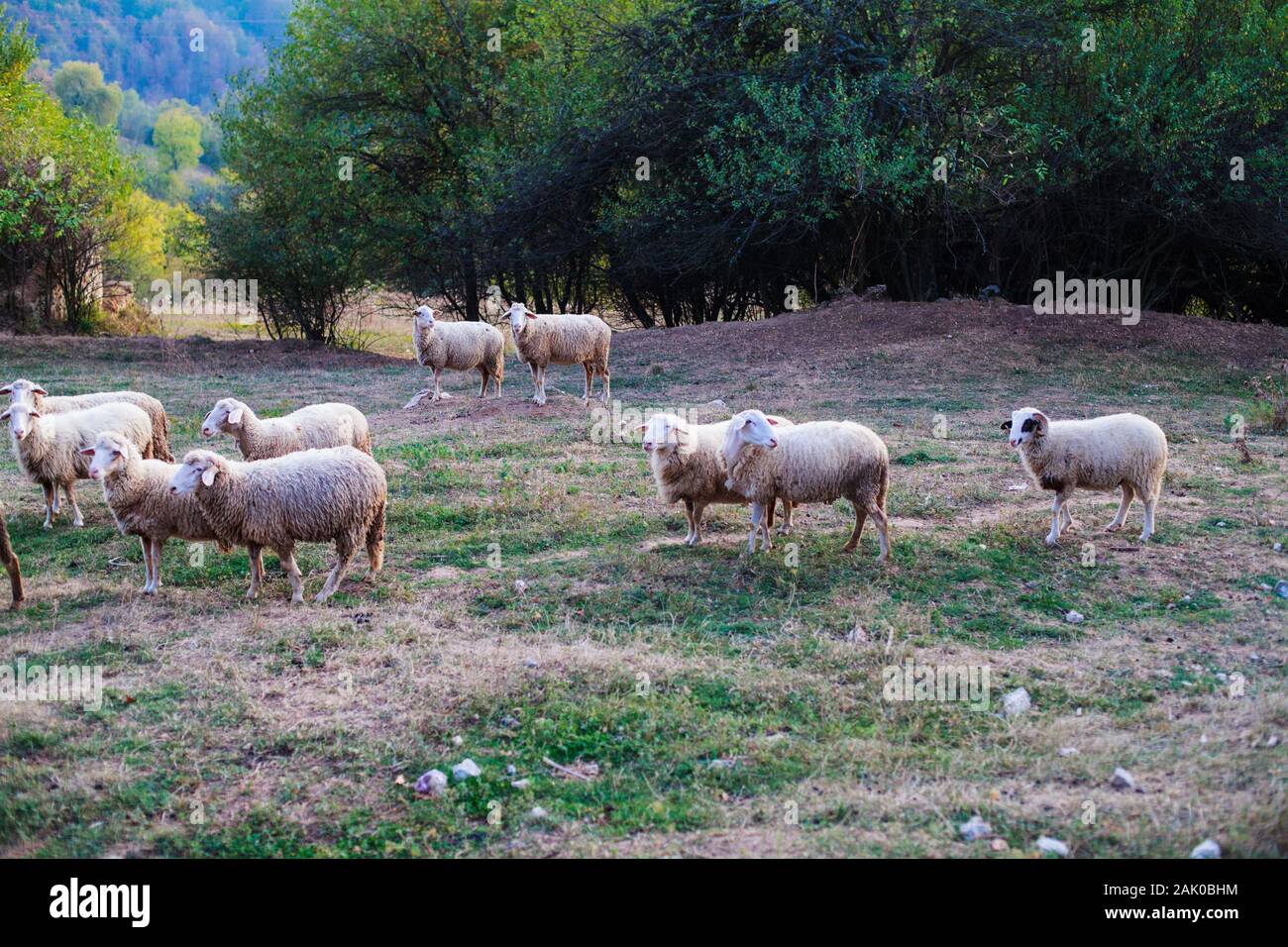 Beautiful rural landscape sheep hi-res stock photography and images - Alamy