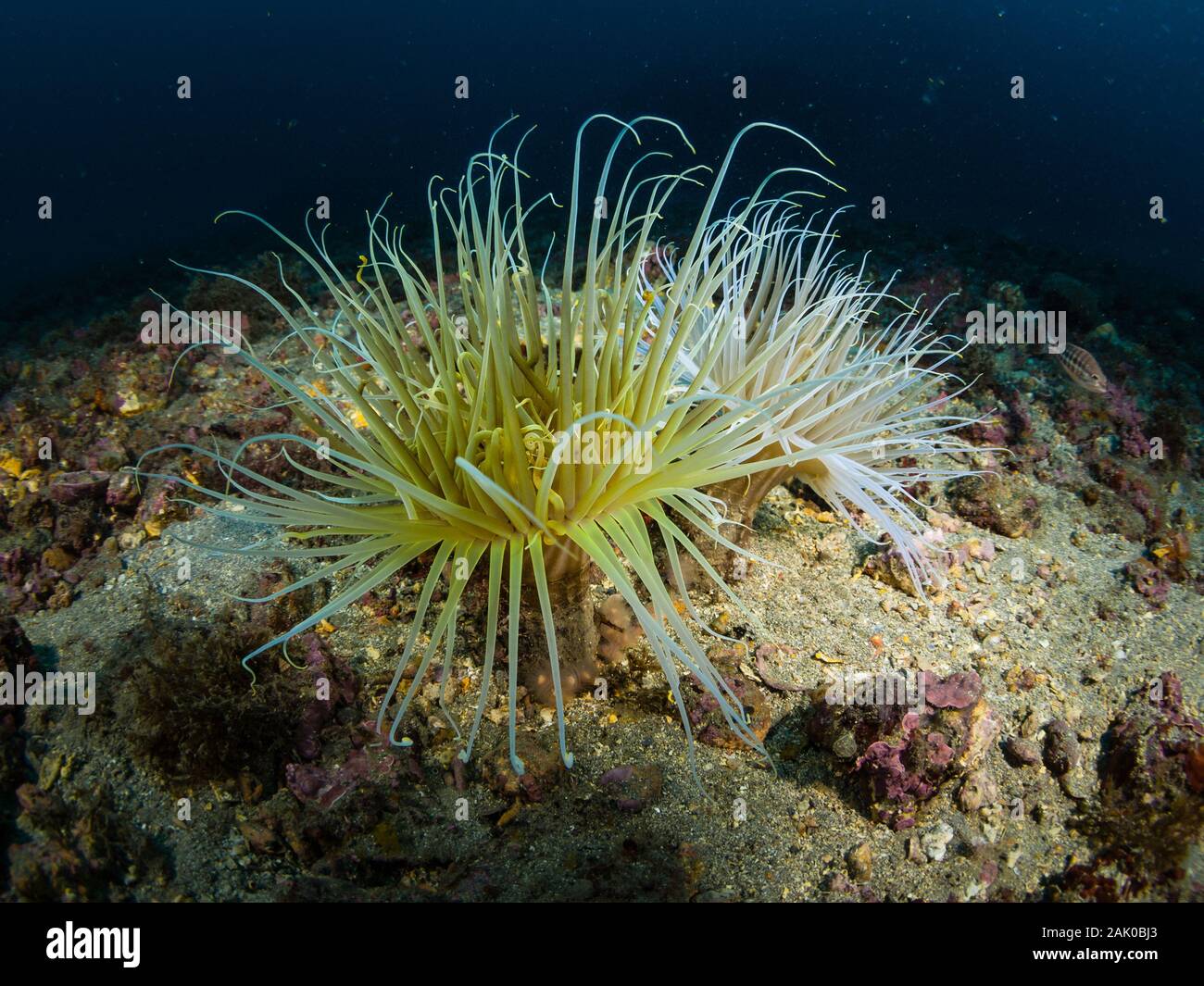A pair of Tube anemones (Cerianthus membranaceus), underwater shoot ...