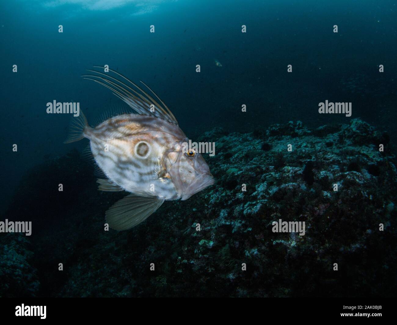 Picture of a Saint Peter fish (Zeus faber) taken in the Mediterranean ...