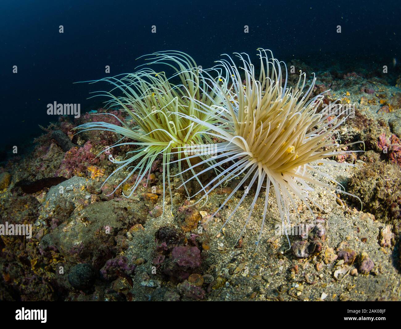 A pair of Tube anemones (Cerianthus membranaceus), underwater shoot ...