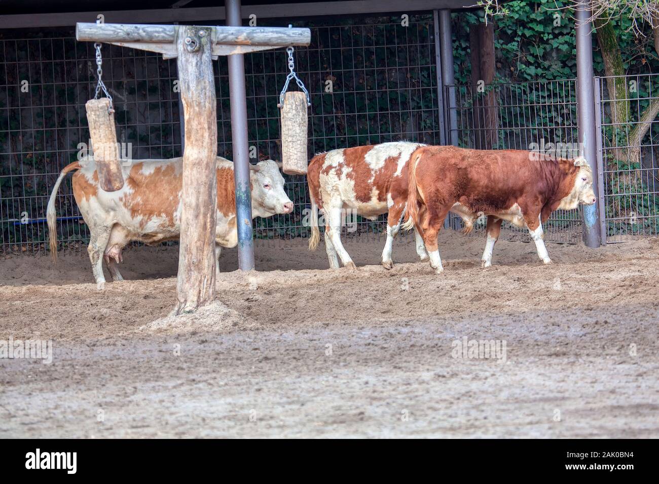 rustic farm with domestic cows Stock Photo - Alamy