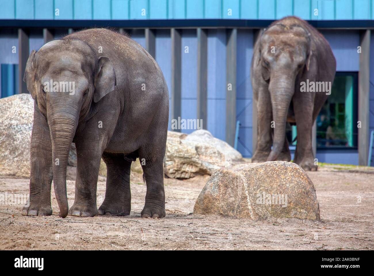 African elephants together zoo hi-res stock photography and images - Alamy