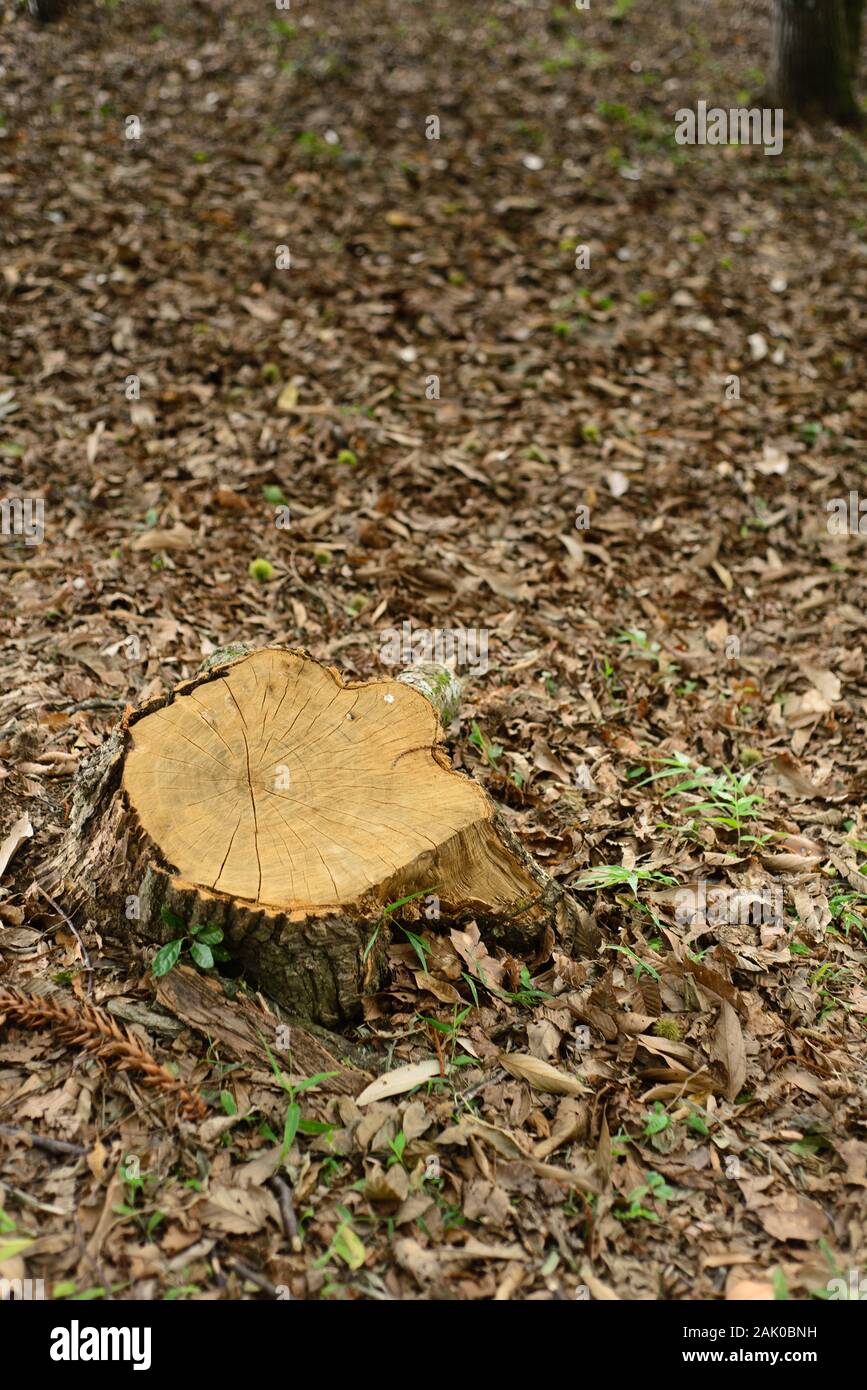Stump from a cut tree Stock Photo - Alamy