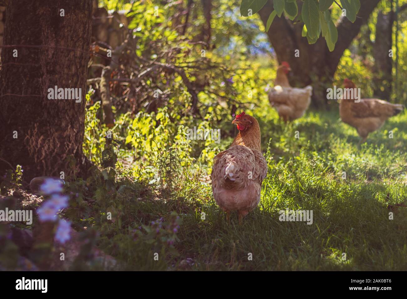 Bush fowl hi-res stock photography and images - Alamy
