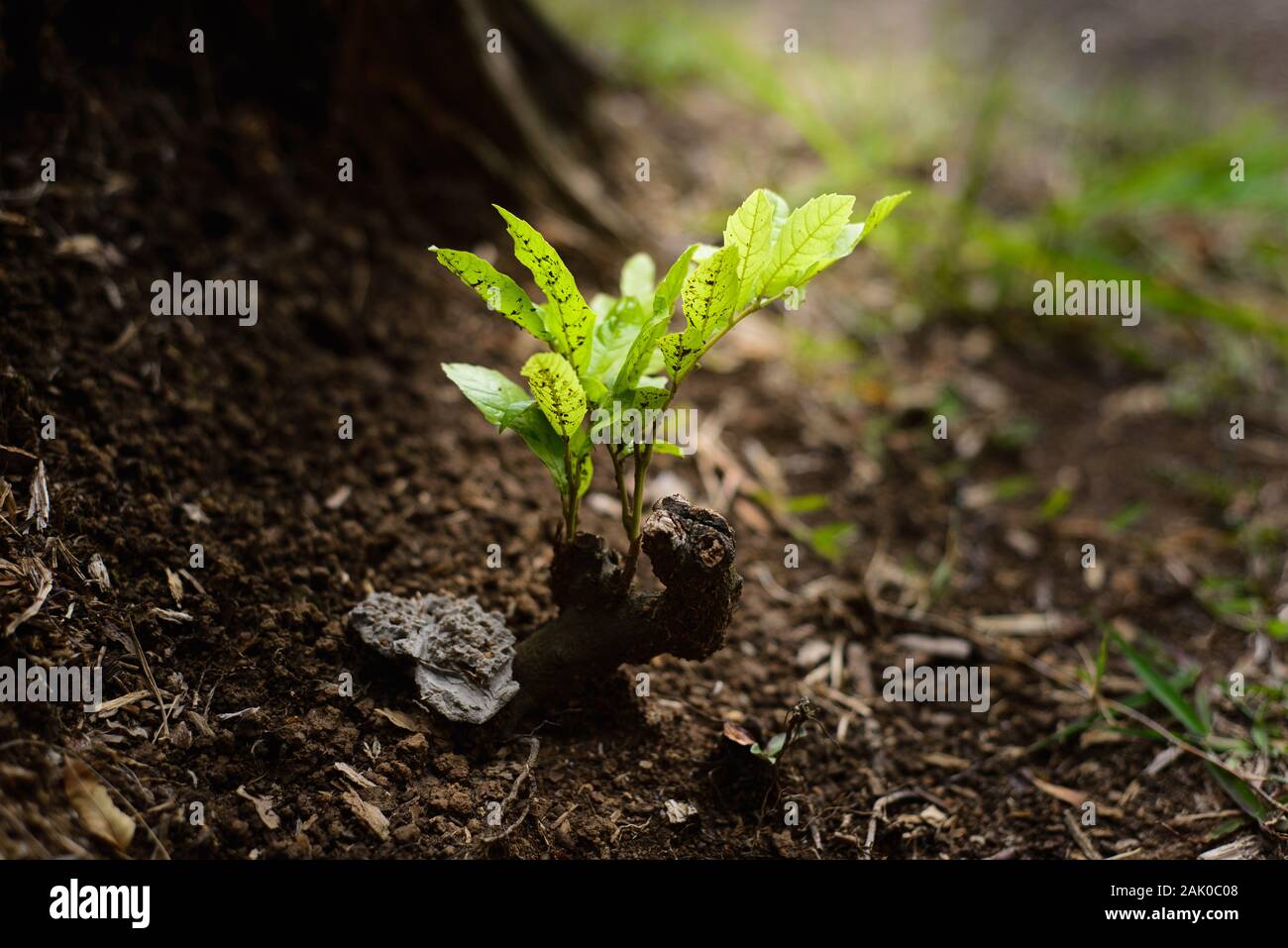 Young sprout leaves on branches hi-res stock photography and images - Alamy