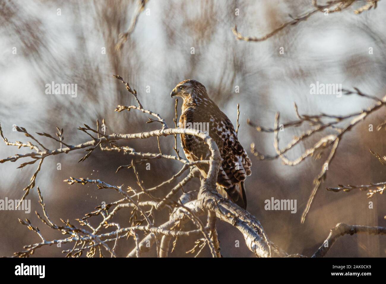 Red tailed hawk perched hi-res stock photography and images - Alamy