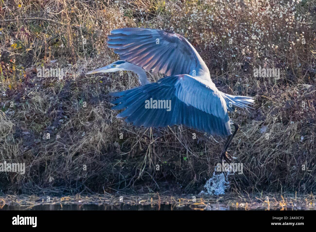 Great Blue Heron taking flight Stock Photo - Alamy