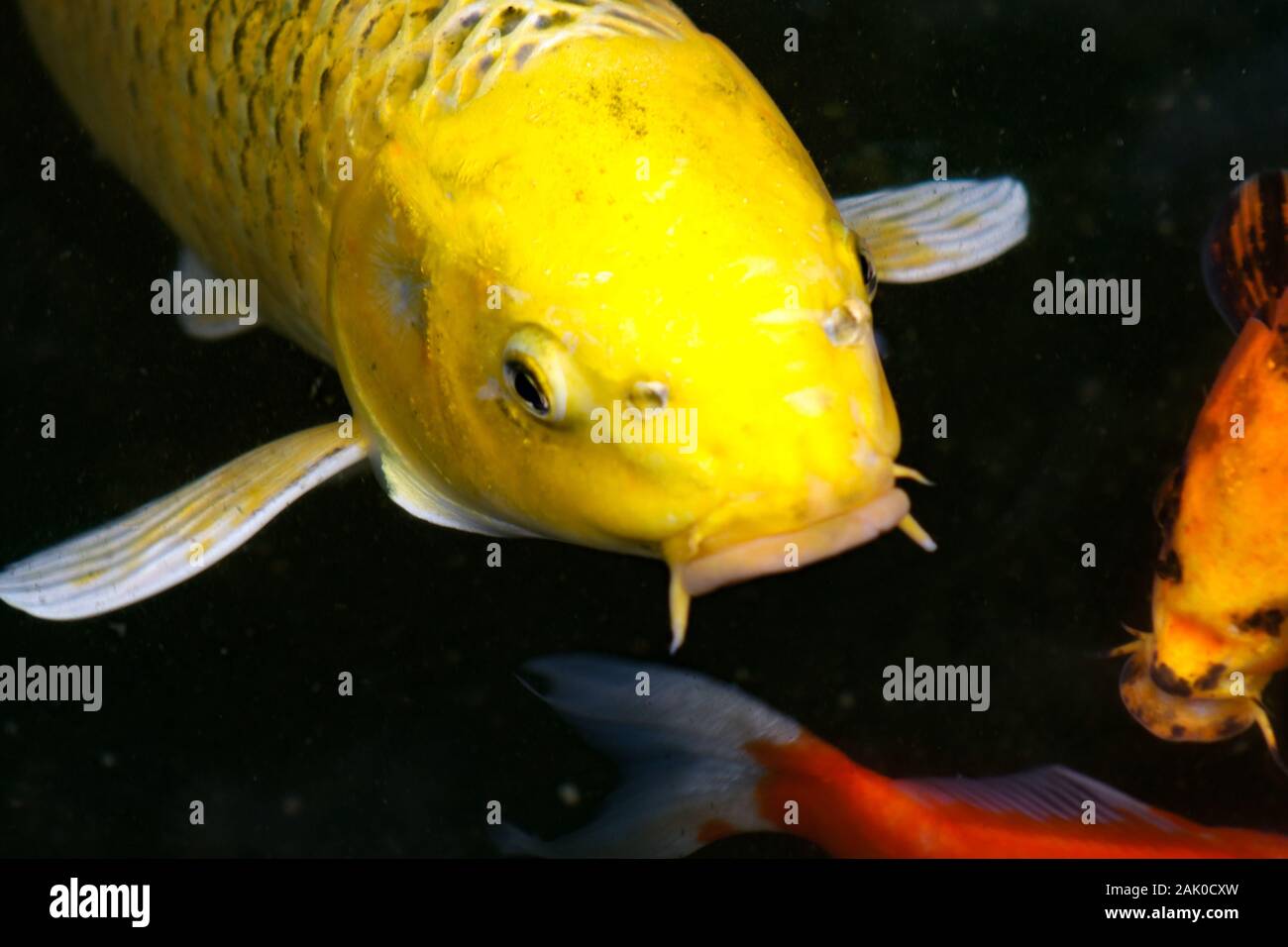 Koyfish hi-res stock photography and images - Alamy