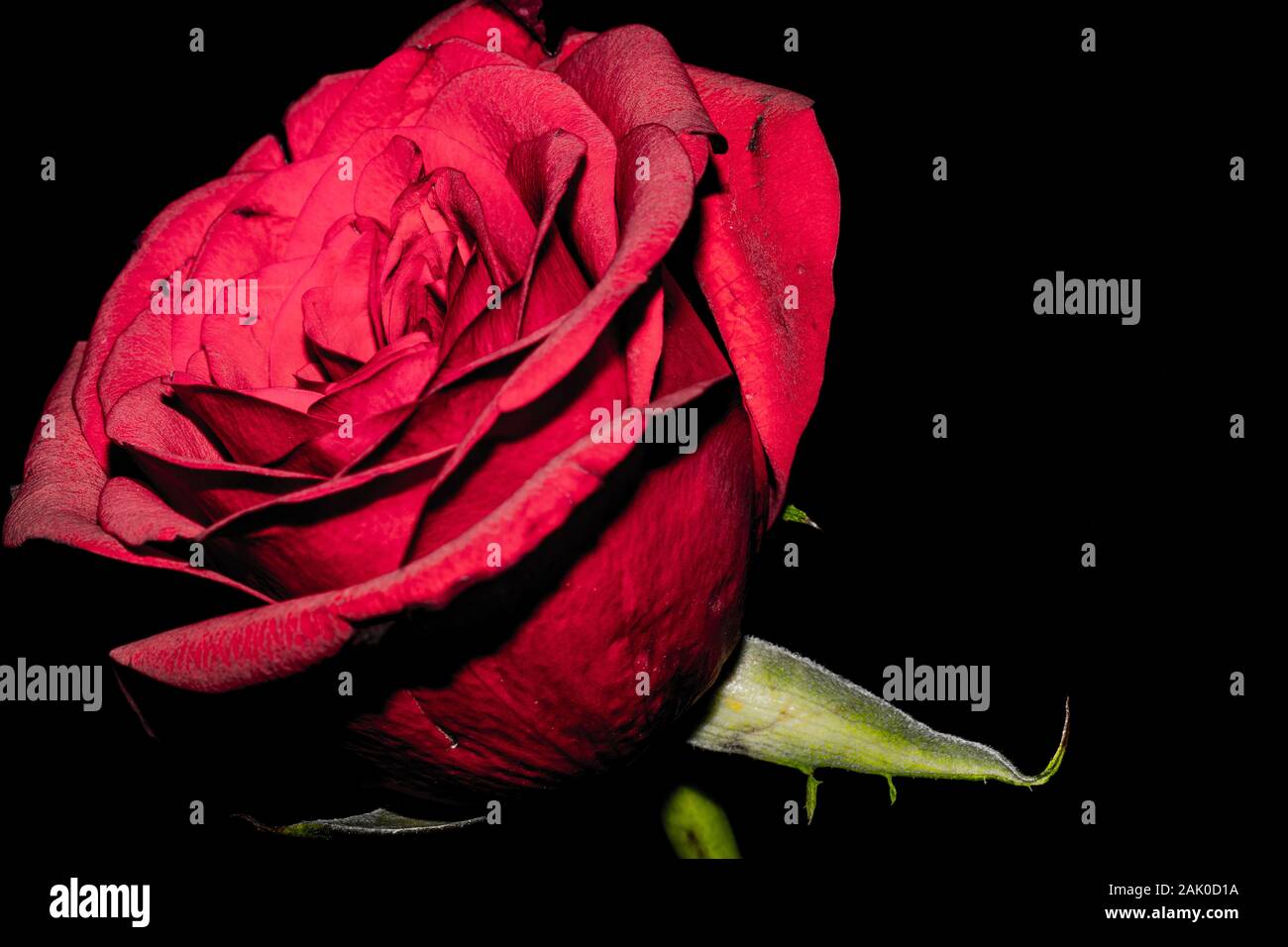 Red Rose with black background Stock Photo - Alamy