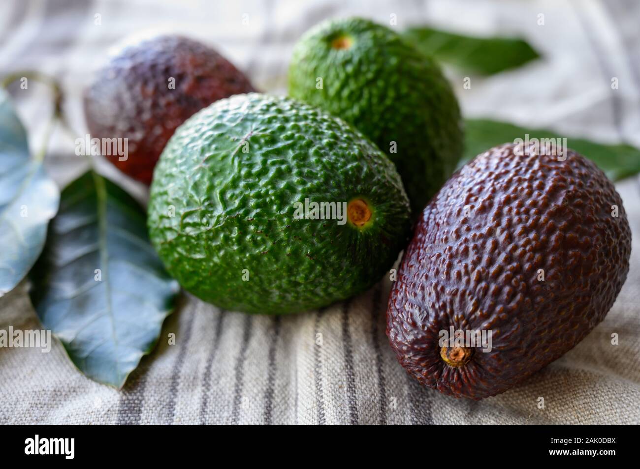 Fresh ripe green and brown avocados fruits ready to eat close up Stock ...