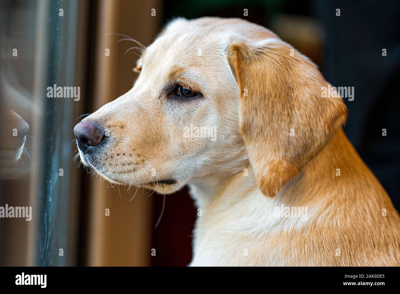 Pretty girl and black labrador hi-res stock photography and images - Alamy