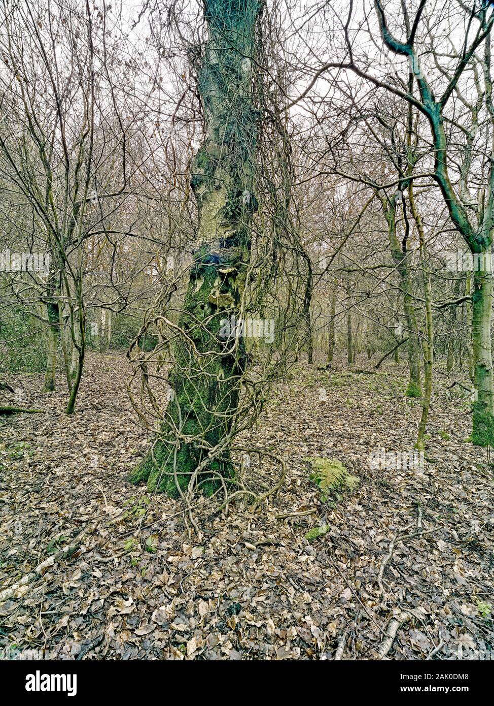 Natures random pattern illustrated by tangled roots and tree trunks ...