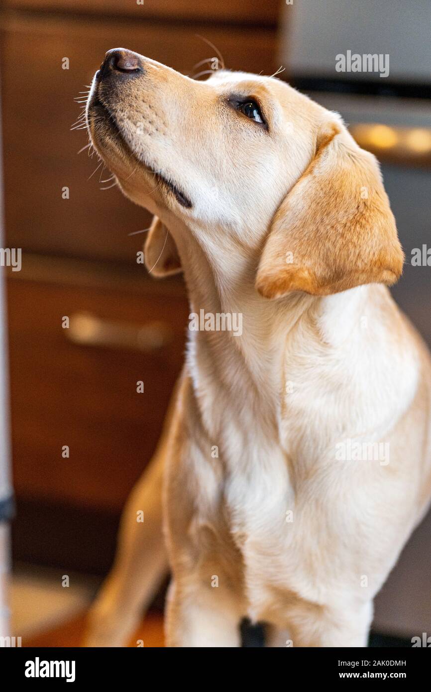 Beautiful yellow Labrador Retriever puppy Stock Photo - Alamy