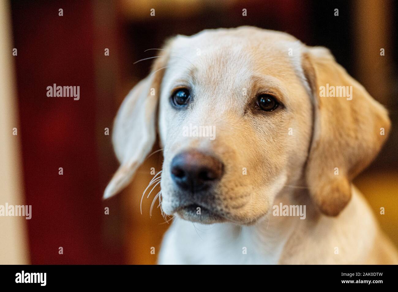 Beautiful yellow Labrador Retriever puppy Stock Photo - Alamy
