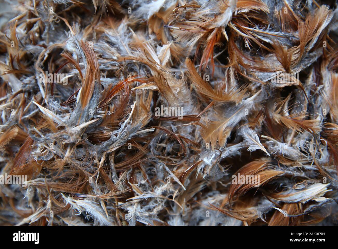 Huge collection of brown chicken feathers. Plumage carpet background or ...